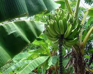 greenhousestore Banana Plant Price in India - Buy greenhousestore ...