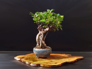 PB REBA PLANTS Ficus Bonsai Price in India - Buy PB REBA PLANTS Ficus ...