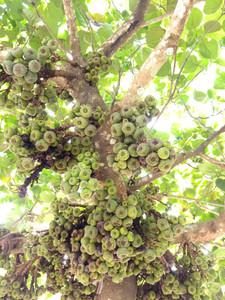 Kapebonavista Gular/Cluster Fig Plant Price in India - Buy ...