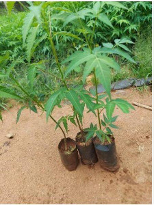 Green view Neem Plant Price in India - Buy Green view Neem Plant online ...