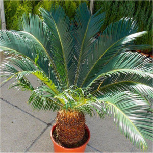 EliteGreen Cycus Revoluta Plant Price in India - Buy EliteGreen Cycus ...