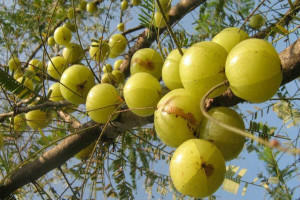 Cloud Farm Amla Plant Price in India - Buy Cloud Farm Amla Plant online ...