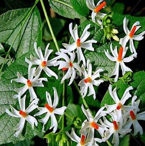 Green view Night Bloom Jasmine Plant Price in India - Buy Green view ...