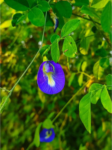 Cloud Farm Aparajita/ Butterfly Pea Plant Price in India - Buy Cloud ...