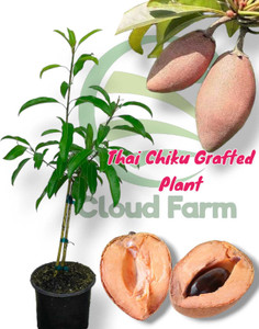 Cloud Farm Chiku Plant Price in India - Buy Cloud Farm Chiku Plant ...