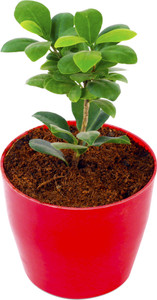 Phulwa Ficus Compacta Plant Price in India - Buy Phulwa Ficus Compacta ...