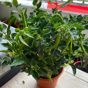 Cloud Farm Mirch/Chilli Plant Price in India - Buy Cloud Farm Mirch ...
