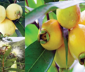 Cloud Farm Jamun Plant Price in India - Buy Cloud Farm Jamun Plant ...