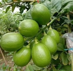 Taiwan Lemon Plant Price in India - Buy Taiwan Lemon Plant online at ...