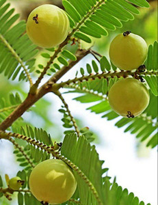 Cloud Farm Amla Plant Price in India - Buy Cloud Farm Amla Plant online ...