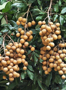 Aquinnah Graden Dragon Tree Price in India - Buy Aquinnah Graden Dragon ...