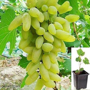 Sarika Grape Plant Price in India - Buy Sarika Grape Plant online at ...