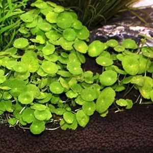GREENSOME Centella Plant Price in India - Buy GREENSOME Centella Plant ...