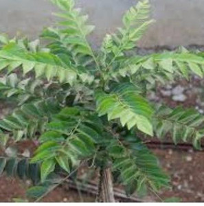 PB REBA PLANT Curry Leaf Plant Price in India - Buy PB REBA PLANT Curry ...