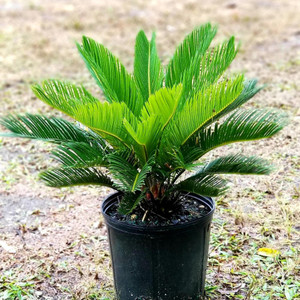 EliteGreen Cycus Revoluta Plant Price in India - Buy EliteGreen Cycus ...