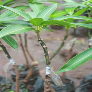 Cloud Farm Mango Plant Price in India - Buy Cloud Farm Mango Plant ...