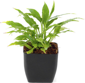 Pi Agro Farms Peace Lily Plant Price in India - Buy Pi Agro Farms Peace ...