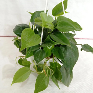 CAPPL Philodendron Plant Price in India - Buy CAPPL Philodendron Plant ...