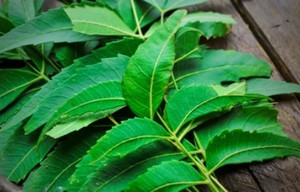 Green view Neem Plant Price in India - Buy Green view Neem Plant online ...
