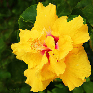 Mohomaya Hibiscus Plant Price in India - Buy Mohomaya Hibiscus Plant ...