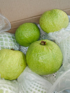 December flower plant White Guava Plant Price in India - Buy December ...