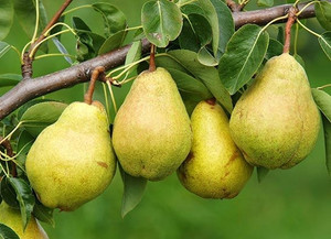 Cloud Farm Pear Plant Price in India - Buy Cloud Farm Pear Plant online ...