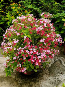 modhu malati Madhumalti/Rangoon Creeper Price in India - Buy modhu ...