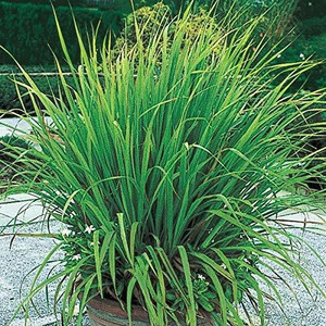Earth Angels Lemon Grass Plant Price in India - Buy Earth Angels Lemon ...