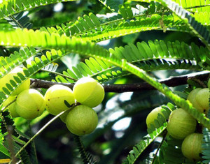 Cloud Farm Amla Plant Price in India - Buy Cloud Farm Amla Plant online ...