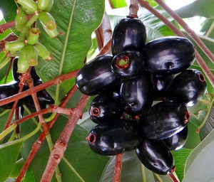 Cloud Farm Jamun Plant Price in India - Buy Cloud Farm Jamun Plant ...