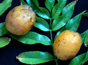 EliteGreen Amra Plant Price in India - Buy EliteGreen Amra Plant online ...