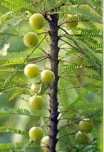 Platone Amla Plant Price in India - Buy Platone Amla Plant online at ...