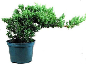 green paradise Juniper Plant Price in India - Buy green paradise ...