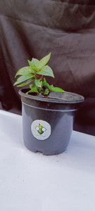 Hari Potter Tamarind Plant Price in India - Buy Hari Potter Tamarind ...