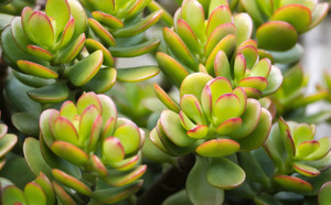 GreenyOn Jade Plant Price in India - Buy GreenyOn Jade Plant online at ...