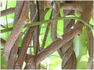 DIOART Giloy Plant Price in India - Buy DIOART Giloy Plant online at ...