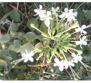 Kapebonavista Sage Glory Bower Plant Price in India - Buy Kapebonavista ...