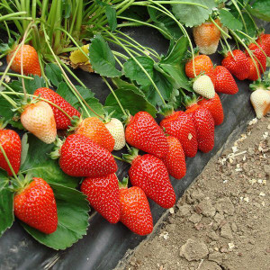 BREEZY BLOOMS Strawberry Plant Price in India - Buy BREEZY BLOOMS ...