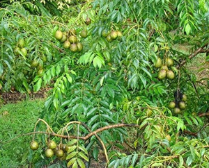 Green view Amra Plant Price in India - Buy Green view Amra Plant online ...