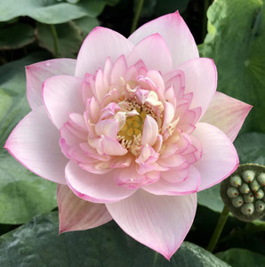 indian gardens Lotus Plant Price in India - Buy indian gardens Lotus ...