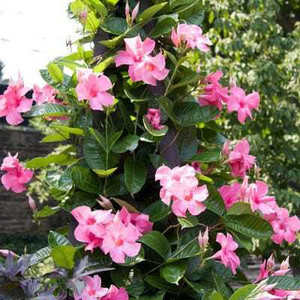 Cloud Farm Mandevilla Plant Price in India - Buy Cloud Farm Mandevilla ...