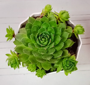 GILEHRI COLLECTION Laxmi Kamal Plant Price in India - Buy GILEHRI ...