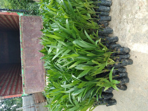Cloud Farm Betel Nut/Supari Plant Price in India - Buy Cloud Farm Betel ...