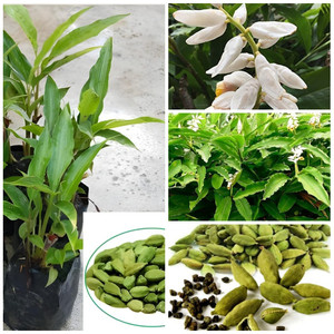 Cloud Farm Elaichi/Cardamom Plant Price in India - Buy Cloud Farm ...