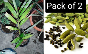 Cloud Farm Elaichi/Cardamom Plant Price in India - Buy Cloud Farm ...
