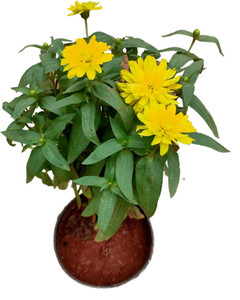SENECIO® Zinnias Plant Price in India - Buy SENECIO® Zinnias Plant ...