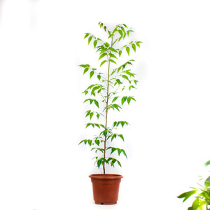 Click to purchase Neem Plant Price in India - Buy Click to purchase ...