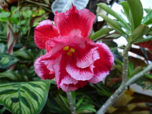 Fulmala Nursery Adenium Plant Price in India - Buy Fulmala Nursery ...