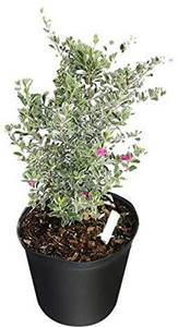 green paradise Sage Glory Bower Plant Price in India - Buy green ...