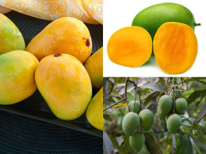 LEAF FLOW Mango Plant Price in India - Buy LEAF FLOW Mango Plant online ...